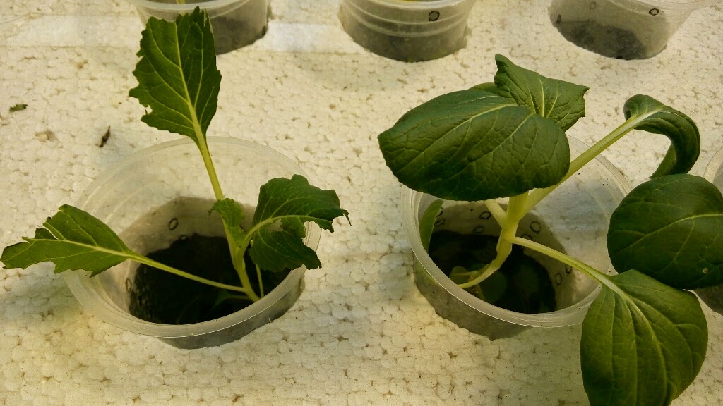 Ternyata Bunglon Doyan Banget Makan Pakcoy .. - Rangkuman Cara Bertanam ...